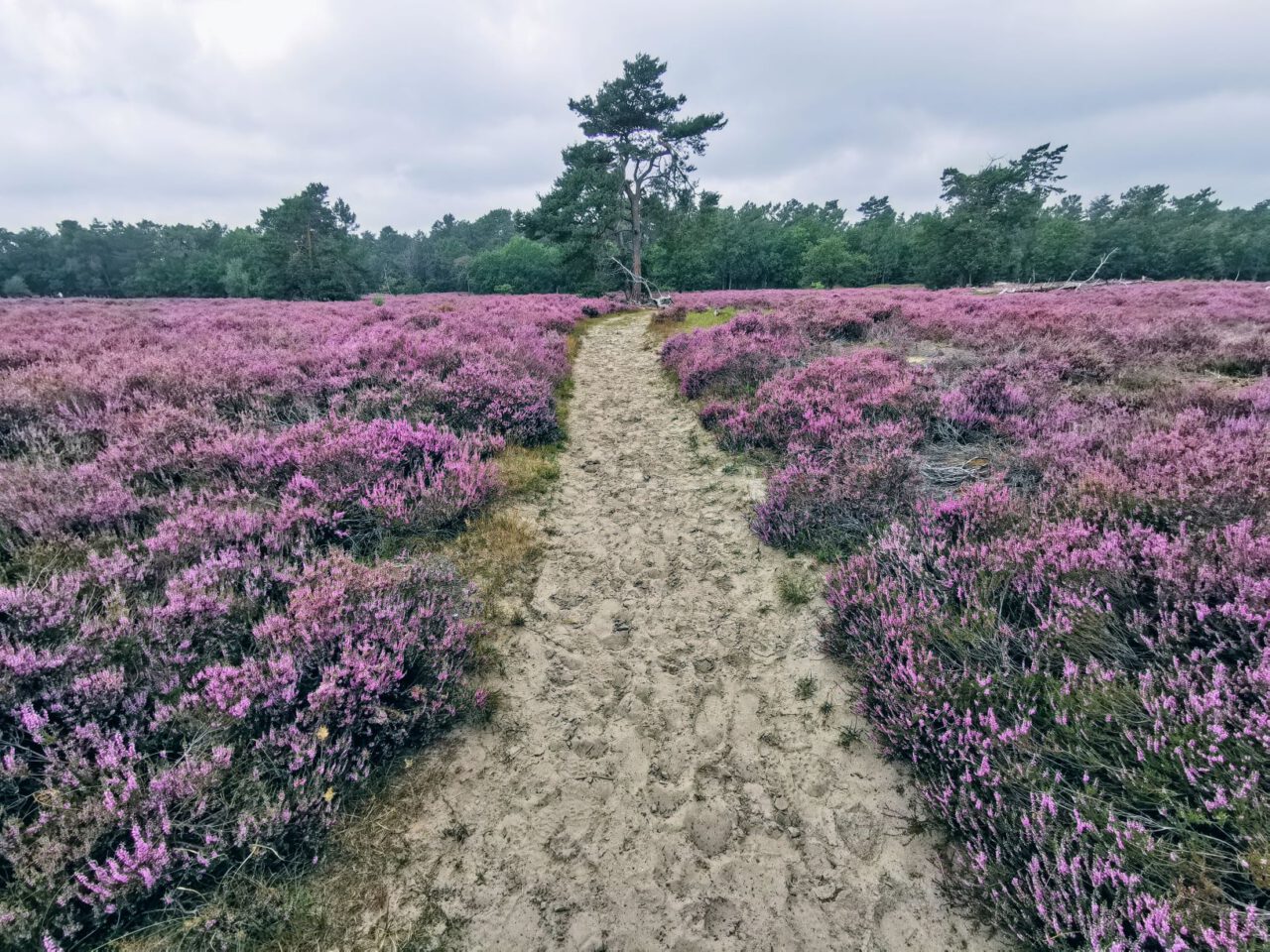 Nationaal Park De Loonse en Drunense Duinen - When in Holland